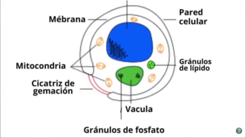 ¿Qué es la autólisis y cómo puedes utilizarla para hacer pan ...